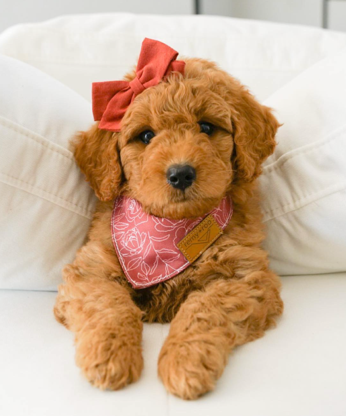 Tales of Tails: Heartwarming Stories of Families Who Found Furry Bliss ...