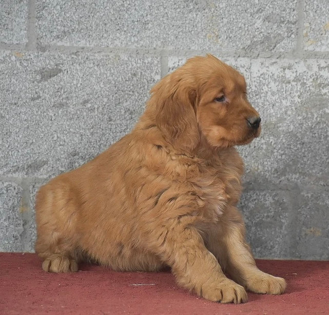 Lilly – Florida Goldens