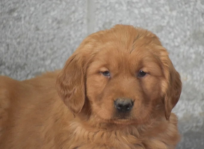 Lilly – Florida Goldens