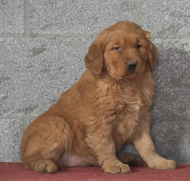 Lilly – Florida Goldens