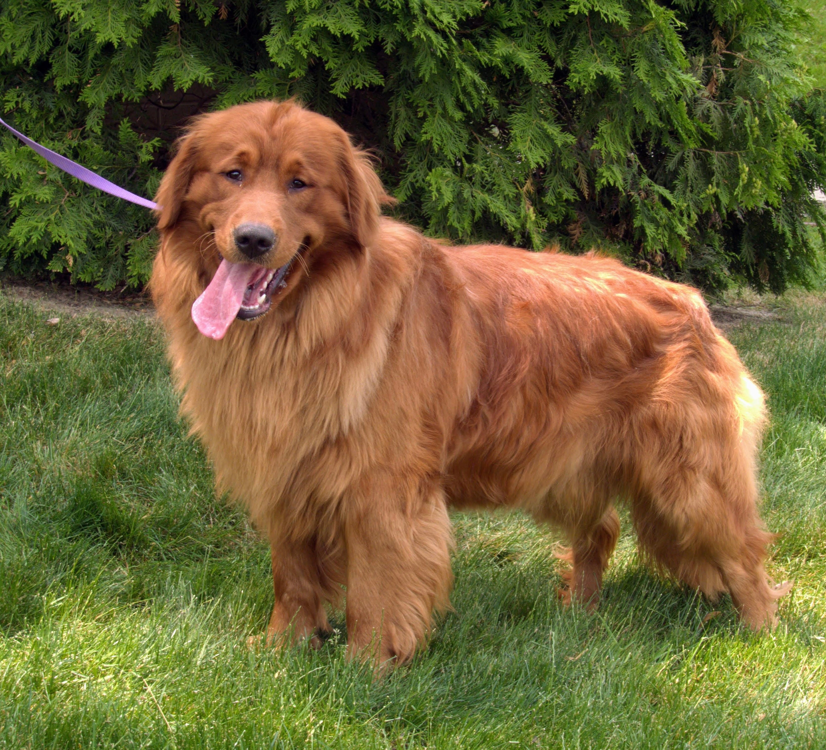 Lilly – Florida Goldens