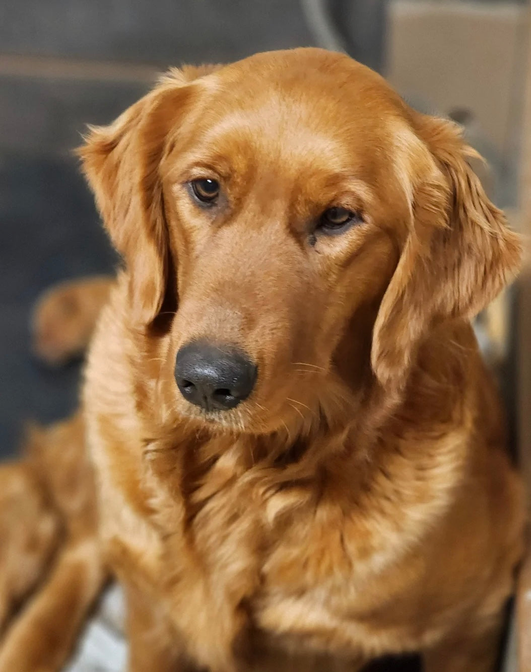 Lilly – Florida Goldens